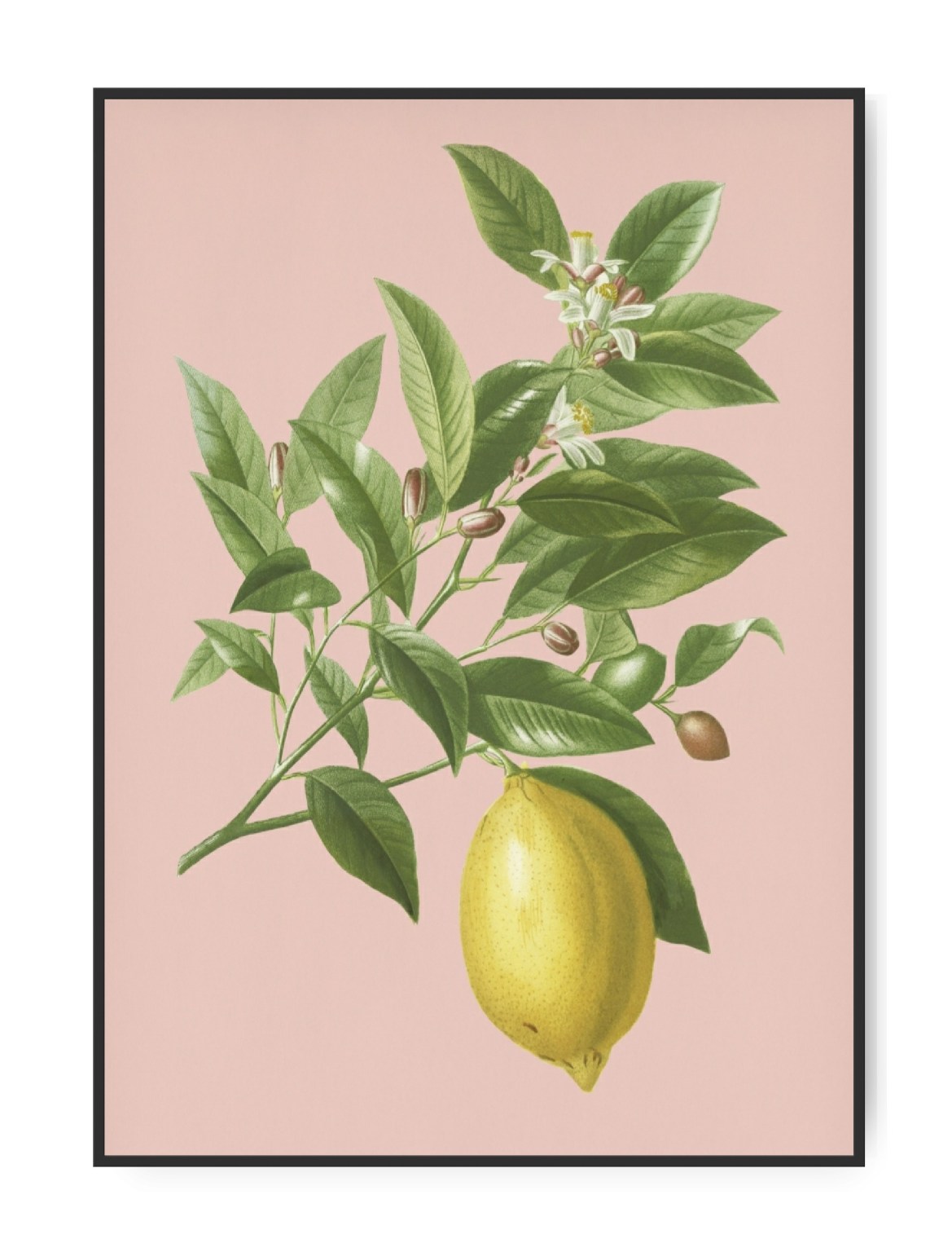 Lemon, A4 21 x 30 cm plakat - Ideal poster