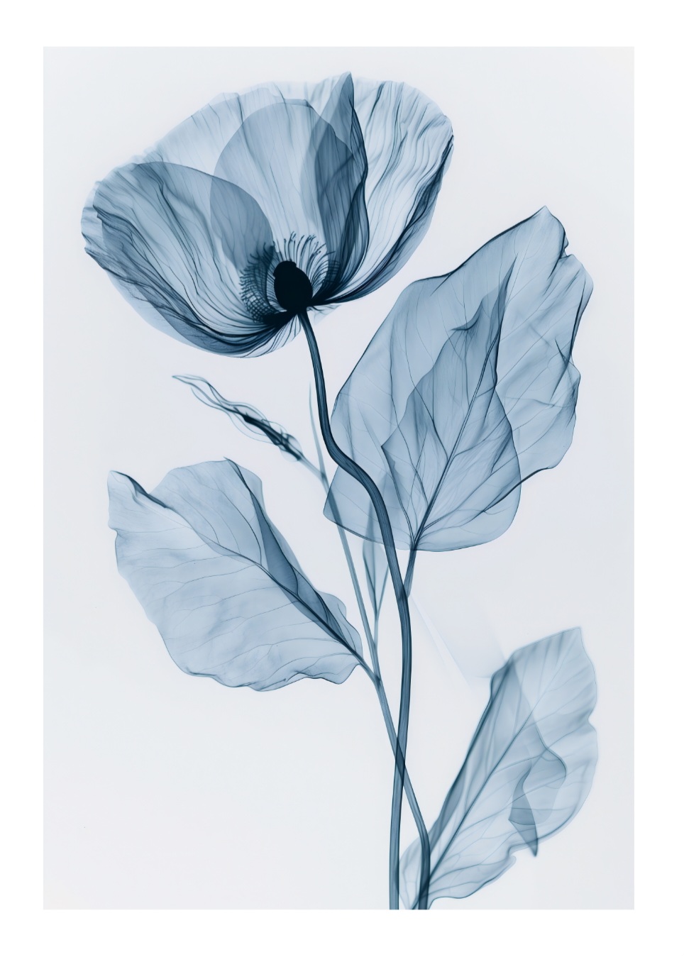 X-Rayed Flower by Andreas Magnusson - 50x70 cm - Plakater - Ideal poster